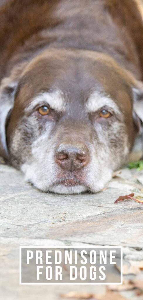 Prednisona para perros: para qué se utiliza, efectos secundarios y ...