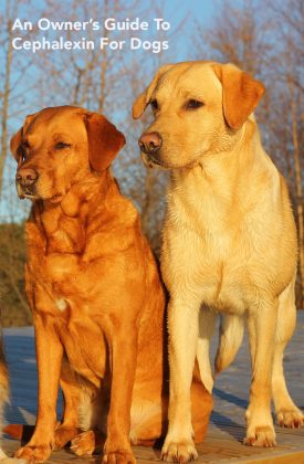 Cephalexin For Dogs - How It Works, Side Effects and Dosage