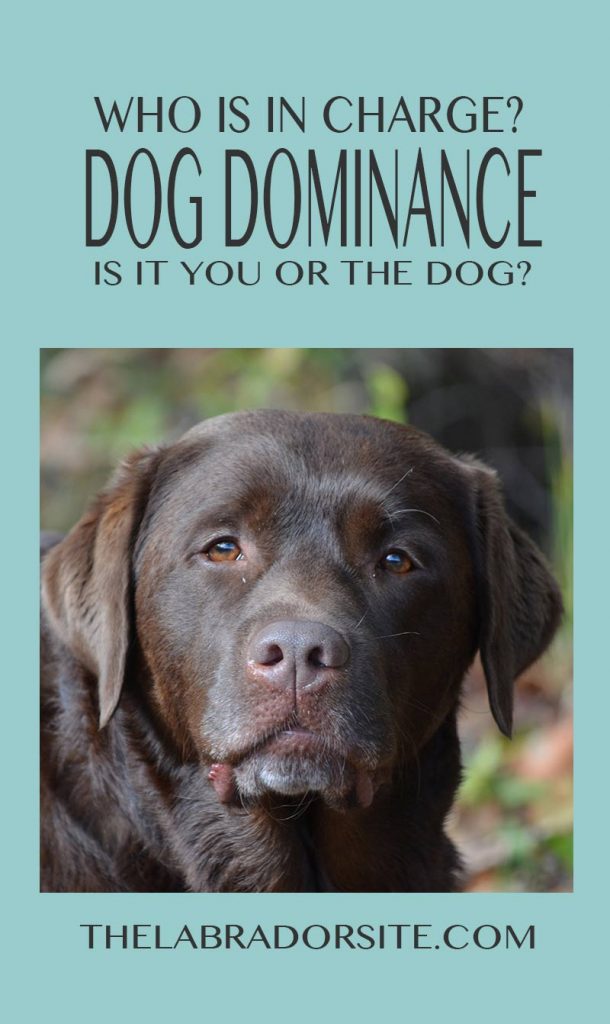 Alpha Dog - The Facts About Dog Dominance and Pack Leadership