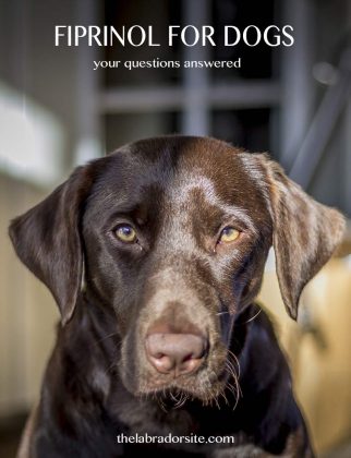 Fipronil For Dogs - Your Questions Answered - The Labrador Site