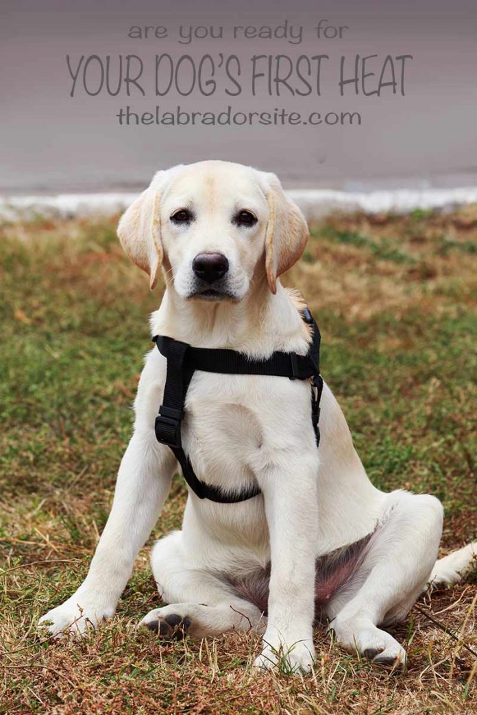 How Long Does A Dog Stay In Heat: Expert Guide And FAQ