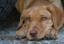 Your Dog In Heat - Caring For Your Female During Her Season - The ...