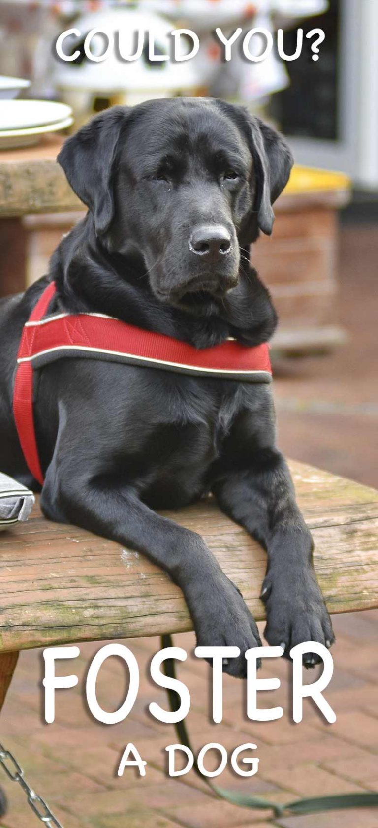 Labrador Rescue And How To Adopt A Dog - A Dog Rehoming Guide
