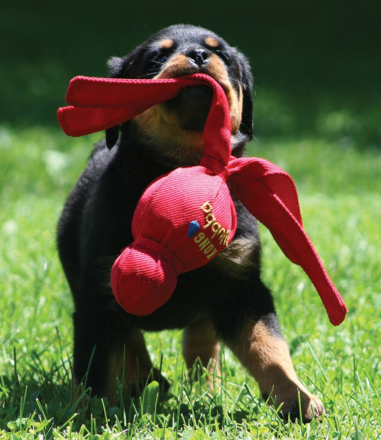 The Best Puppy Toys For Lab Puppies That Love To Play
