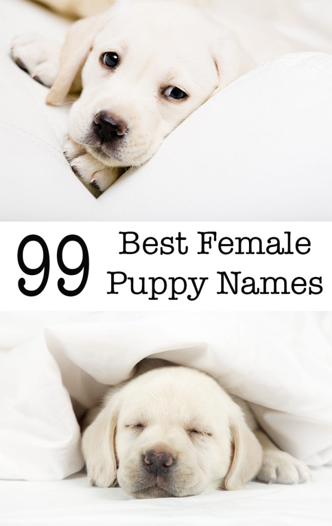 Female Dog Names 99 Great Girl Puppy Name Ideas Female Dog Names 99 Great Girl Puppy Name Ideas