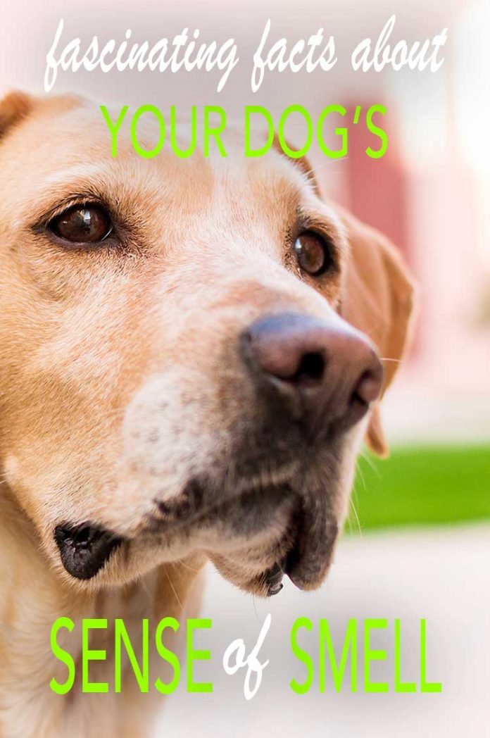 Your Dogs Sense Of Smell - Just How Good Is It - The Labrador Site