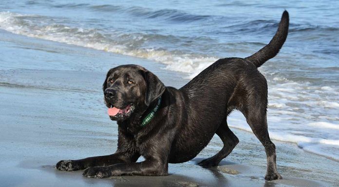 blog - Page 8 of 85 - The Labrador Site