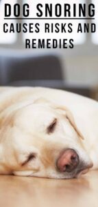 Dog Snoring: Why Do Dogs Snore, And Is It Normal?
