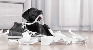 How To Stop A Dog From Chewing - An Owner's Survival Guide