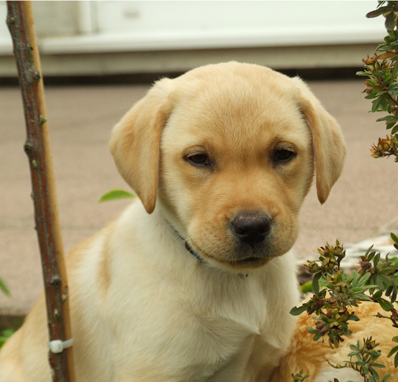 Male Dog Names 150 Brilliant Boy Puppy Name Ideas Male Dog Names 150 Brilliant Boy Puppy Name Ideas