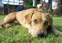 Fat Labrador - The Labrador Site