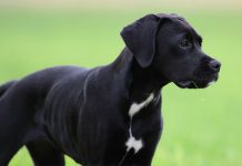 Black Lab - Your Guide To The Black Labrador Retriever - The Labrador Site