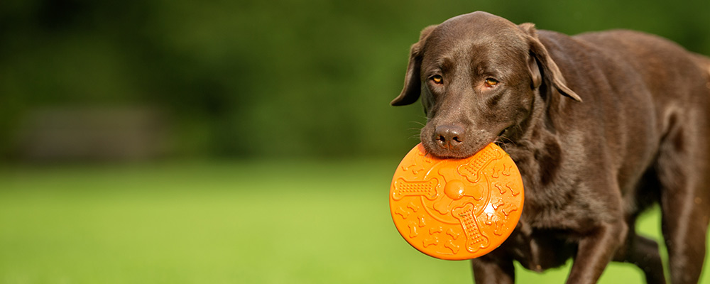 Labrador Puppies | The Labrador Forum