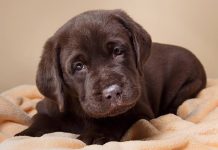 Labrador Puppy Beds and Bedding