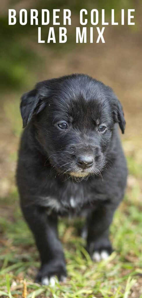 Border Collie Lab Mix - A Guide To The Energetic Borador Dog Breed