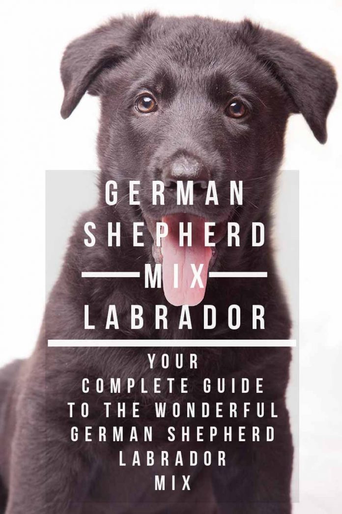 German Shepherd Lab Mix - Sheprador Breed Traits