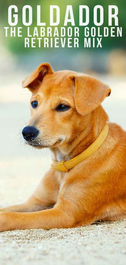 Goldador Dog - A Complete Guide To The Golden Retriever Lab Mix