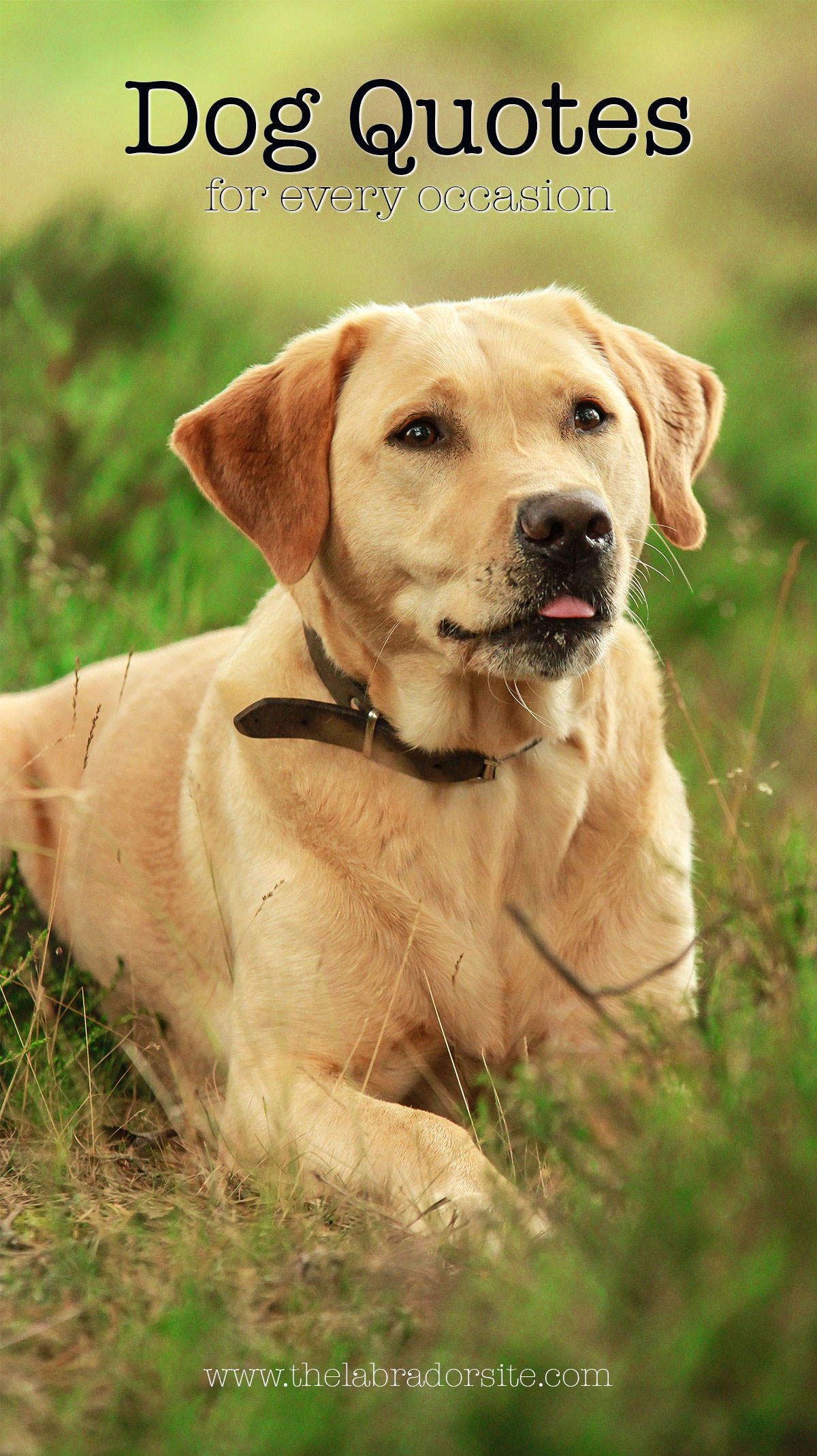 Dog Quotes Find The Very Best Words For Every Occasion