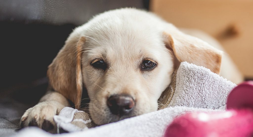 Goldador Dog - A Complete Guide To The Golden Retriever Lab Mix