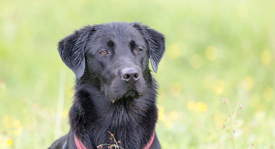 Goldador Dog - A Complete Guide To The Golden Retriever Lab Mix