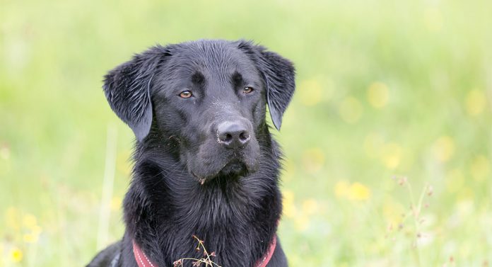 Goldador Dog - A Complete Guide To The Golden Retriever Lab Mix