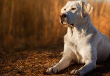Labrador Names: Hundreds of Great Ideas to Help You Name Your Dog - The ...