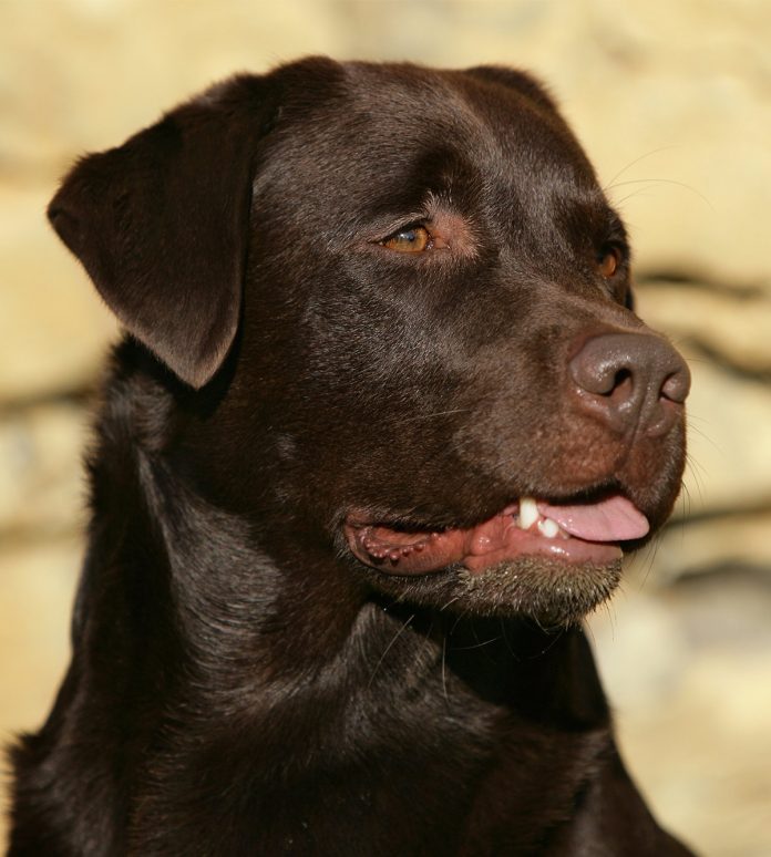 Tough Dog Names Scary Fierce Strong Guard Dog Inspired Ideas tough-dog-names-scary-fierce-strong-guard-dog-inspired-ideas