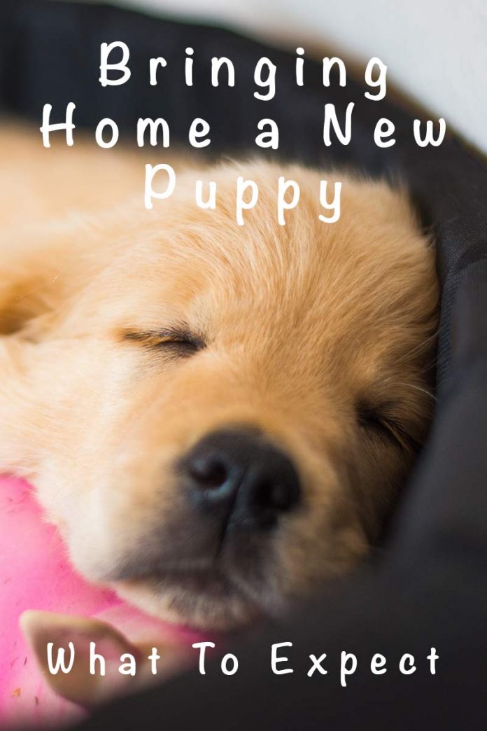 8 Week Old Puppy: A Guide To Bringing A Puppy Home At 8 Weeks Old