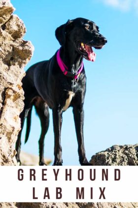 Greyhound Lab Mix - Your Complete Guide To The Greyador