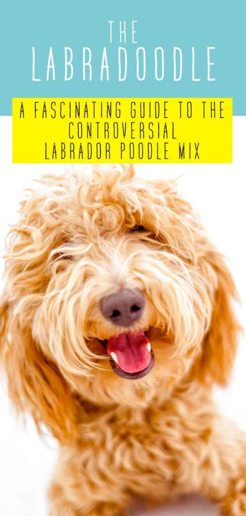 Labradoodle Dog Breed Information - A Guide To The Labrador Poodle Mix