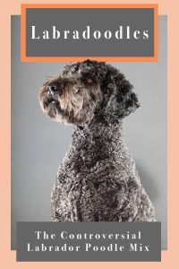Labradoodle Dog Breed Information - A Guide To The Labrador Poodle Mix