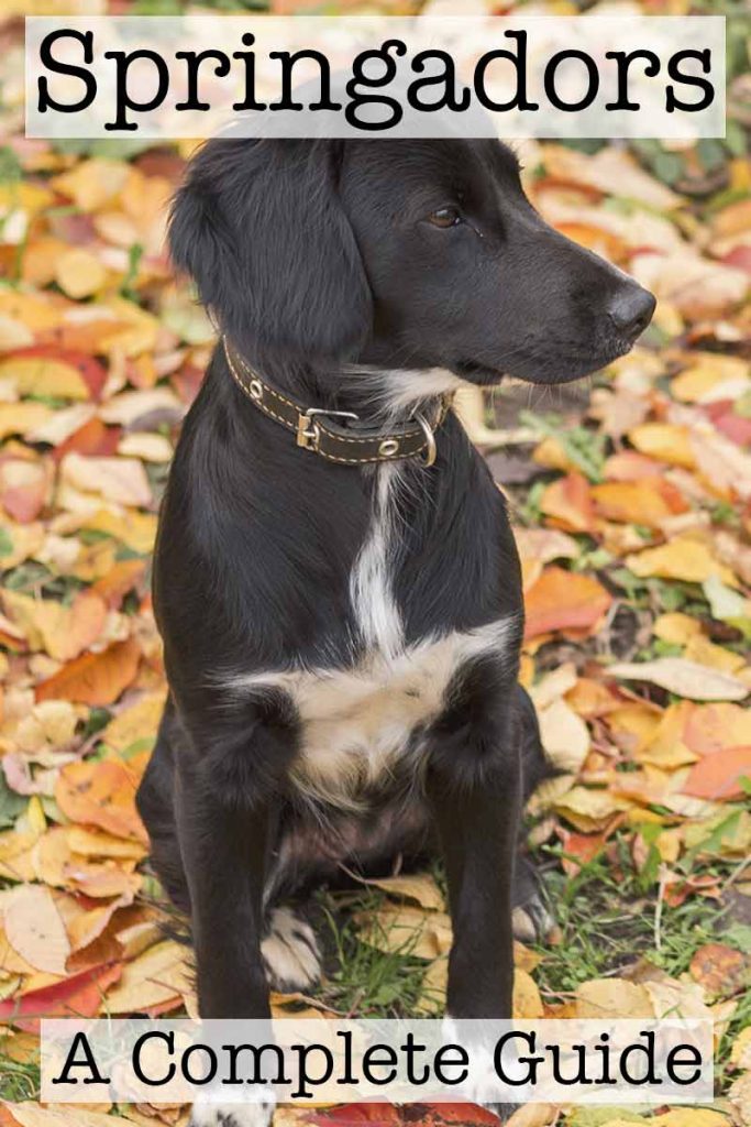 Springador - A Guide To The Springer Spaniel Lab Mix
