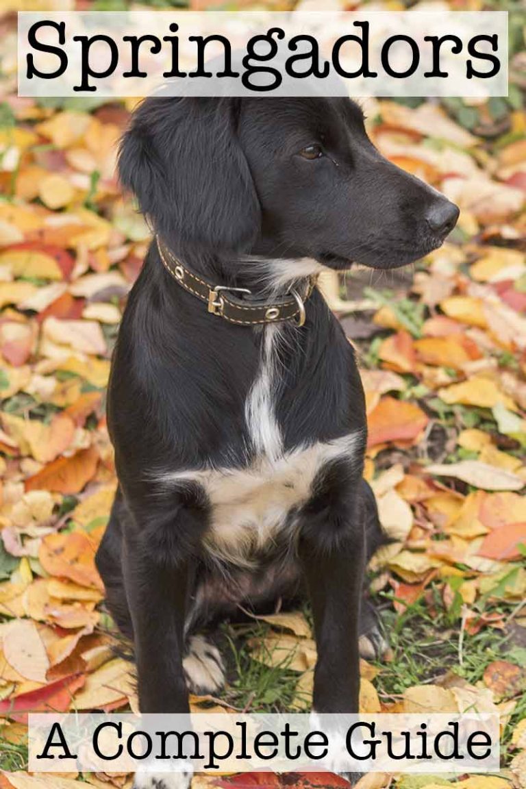 Springador - A Guide To The Springer Spaniel Lab Mix