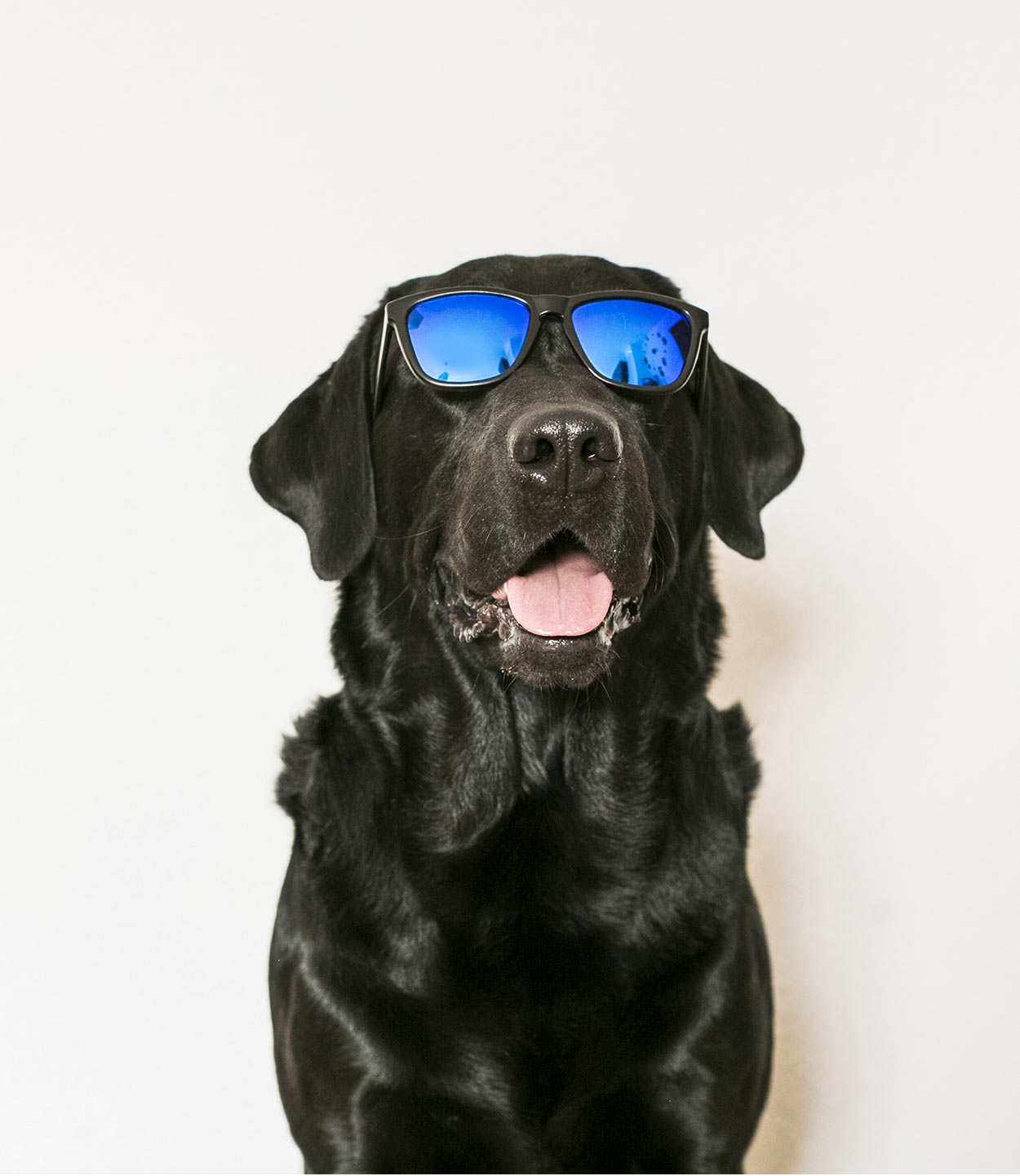 180 Awesome Dog Names From Movies From Characters To Actors 180 Awesome Dog Names From Movies From Characters To Actors