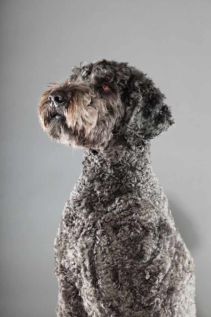 Labradoodle: A Fascinating Guide To The Labrador Poodle Mix
