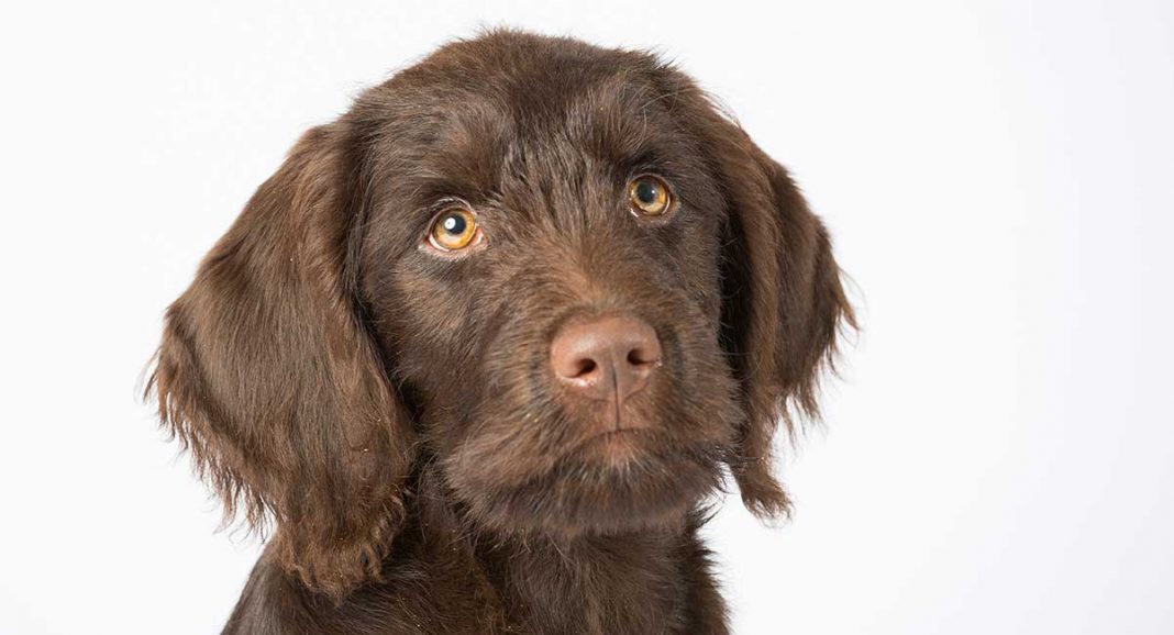 Información sobre la raza de perro Labradoodle - Una guía para la ...