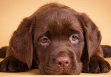 How To Calm An Over Excited Puppy - The Labrador Site