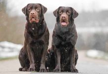 Fat Labrador - The Labrador Site