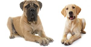 Mastiff Lab Mix Breed Information - A Guide To The Mastador Dog