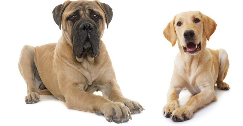 Mastiff Lab Mix Breed Information - A Guide To The Mastador Dog