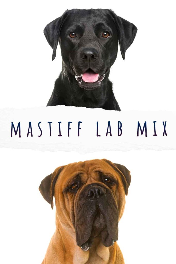 Mastiff Lab Mix Breed Information - A Guide To The Mastador Dog