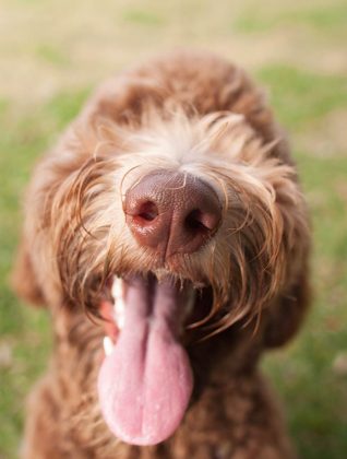 Purebred Vs Mutt - Common Objections To Cross Bred Dogs