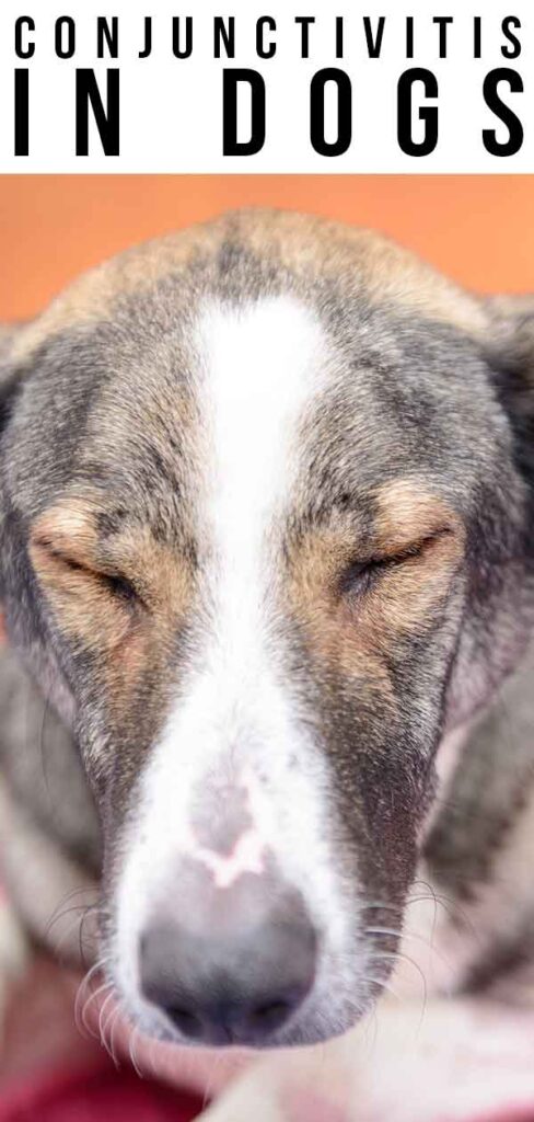 Conjunctivitis In Dogs - Symptoms, Treatment And Home Remedies