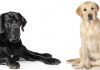 Buying a Healthy Labrador Puppy