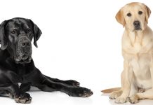 Goldador - The Labrador Golden Retriever Mix Breed