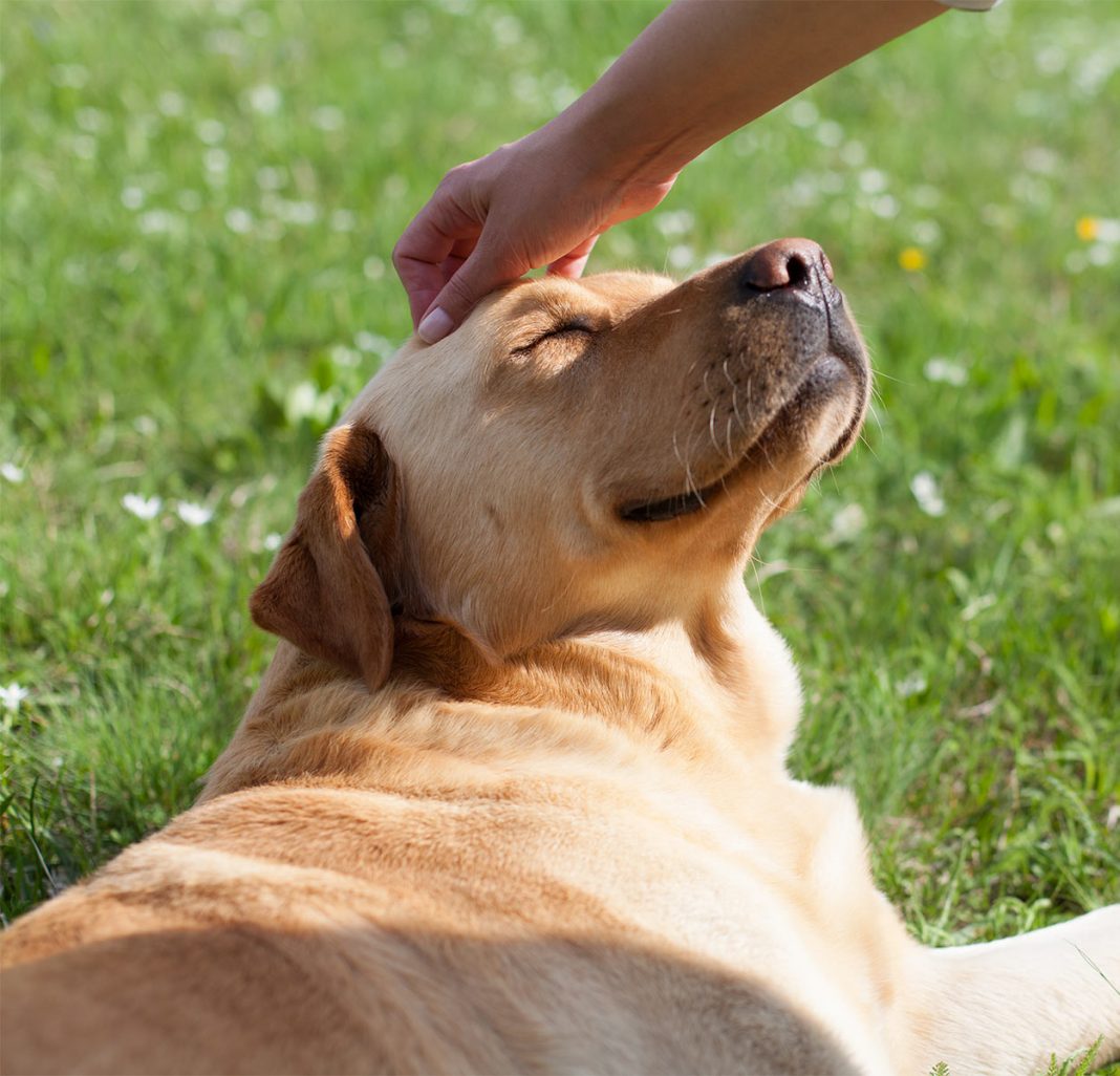 Temaril P For Dogs - A Complete Guide To Your Dog's Prescribed Drug