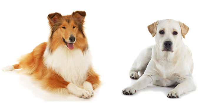 Lab Collie Mix - The Complete Guide To The Labrador Retriever Collie Mix