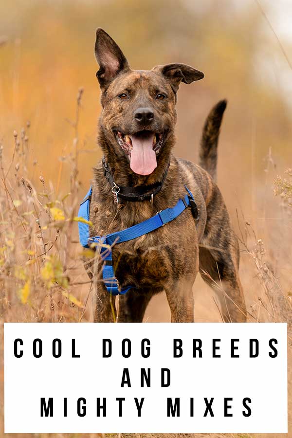 Cool Dog Breeds Discover Ten Of The Coolest Breeds Of Dog cool-dog-breeds-discover-ten-of-the-coolest-breeds-of-dog