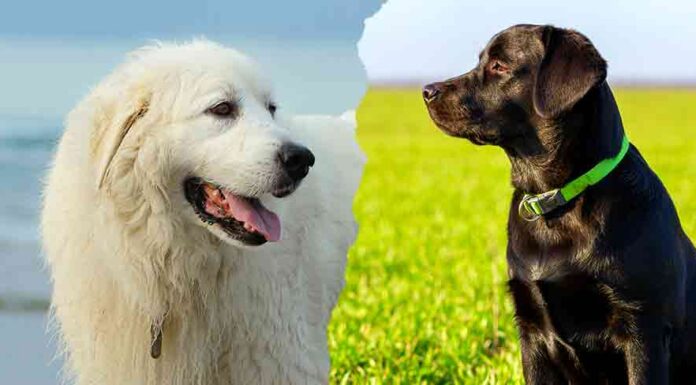 blog - Page 13 of 86 - The Labrador Site