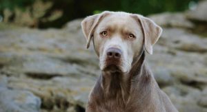 Silver Lab - The Facts About Silver Labrador Retrievers